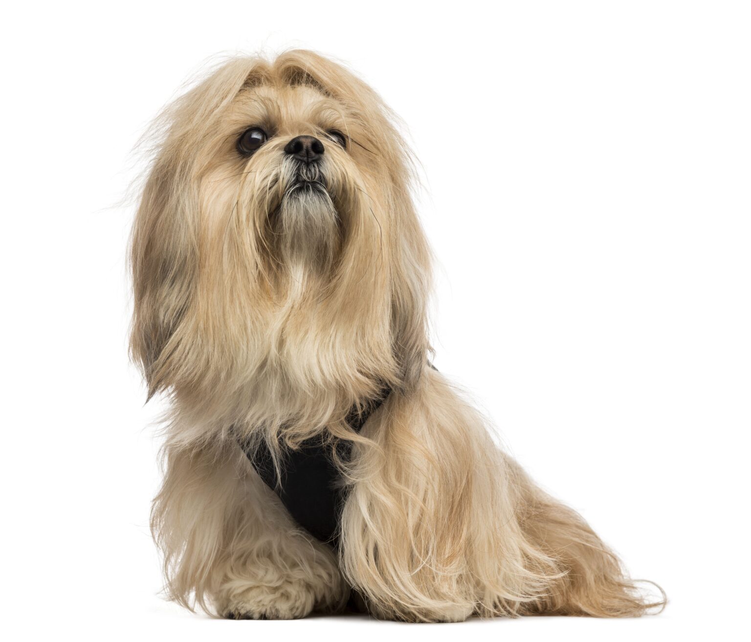 Curiosidades Lhasa Apso-Clube Pets creche para cachorro