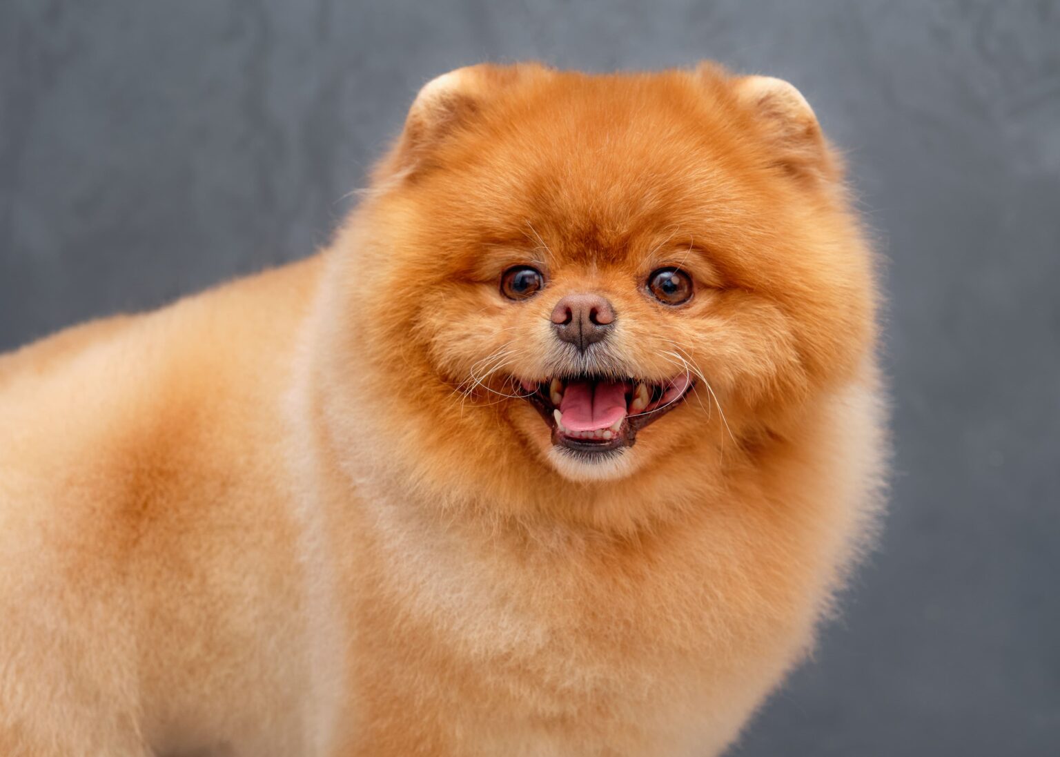 Curiosidade Spitz Alemão | Clube Pets creche para cachorro