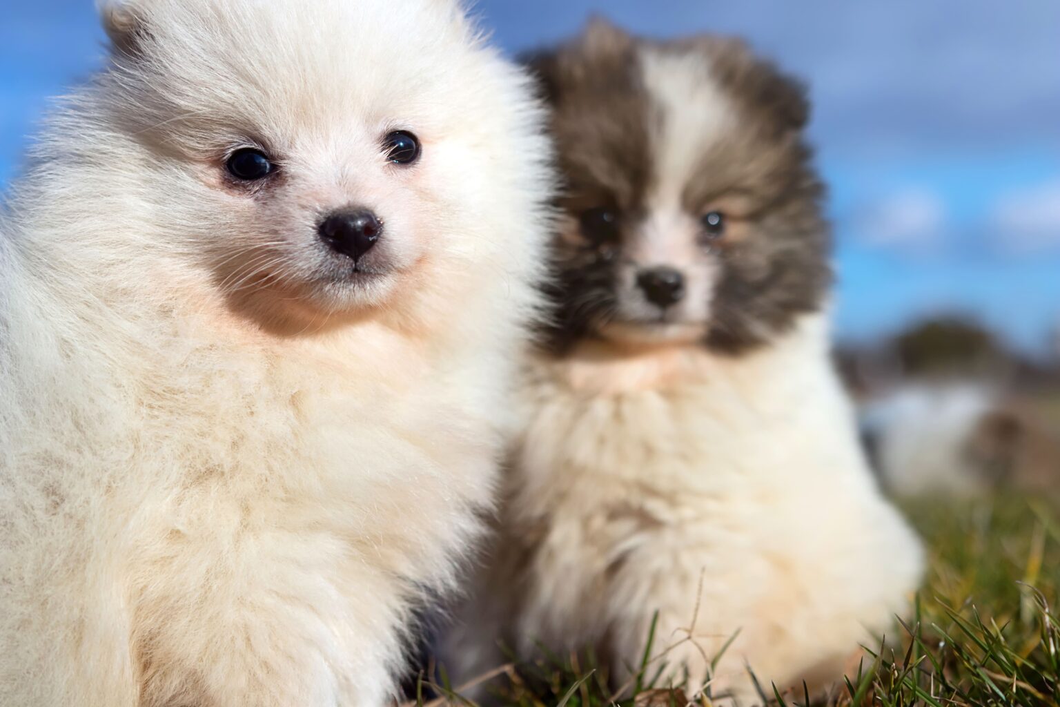 Curiosidade Spitz Alemão | Clube Pets creche para cachorro