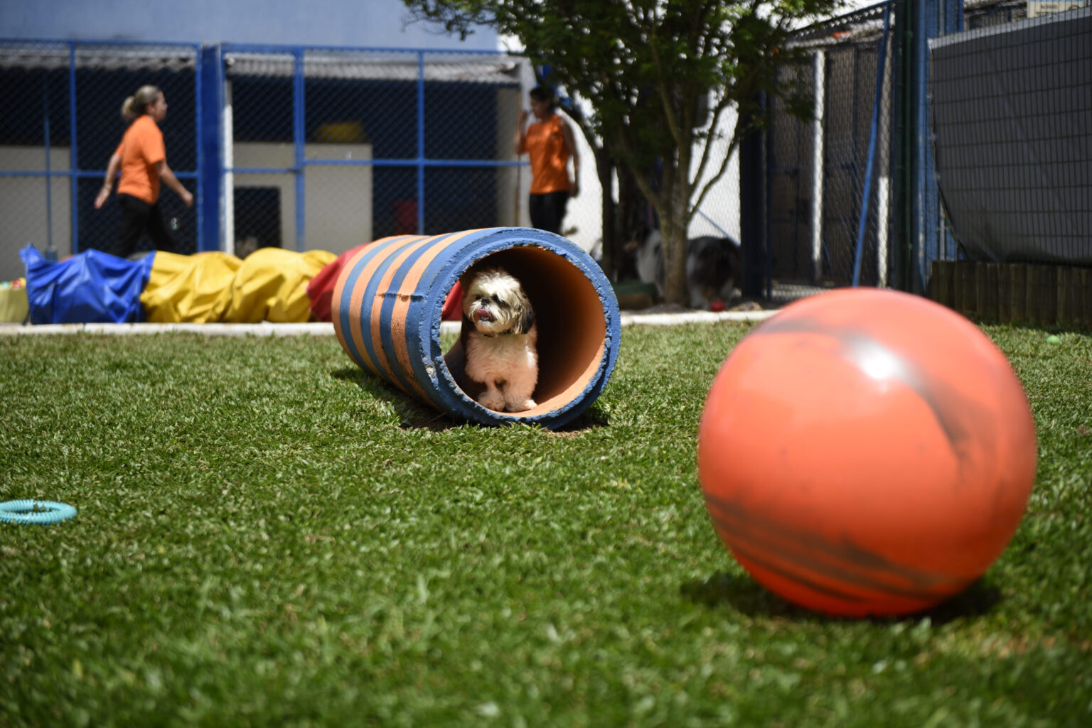 Creche para Cachorro em Curitiba- Clube Pets
